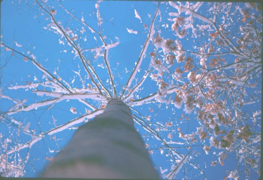 Wintry Blue - New England