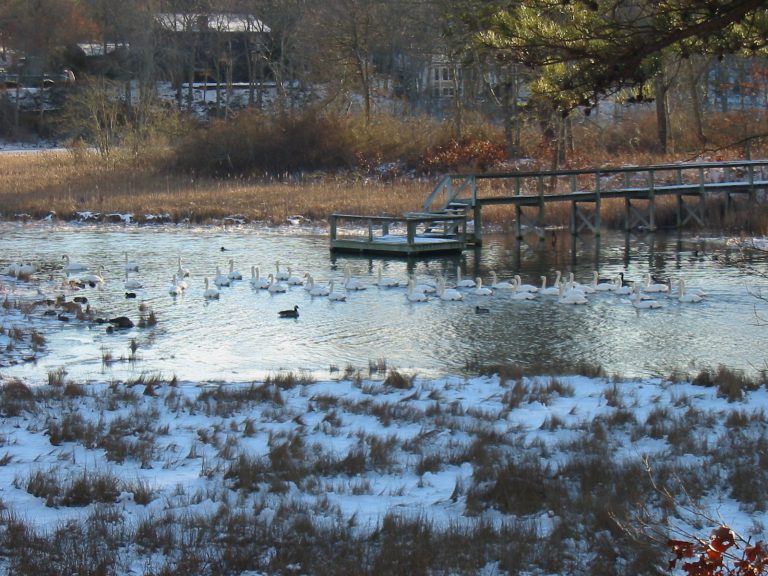 Swan Parade