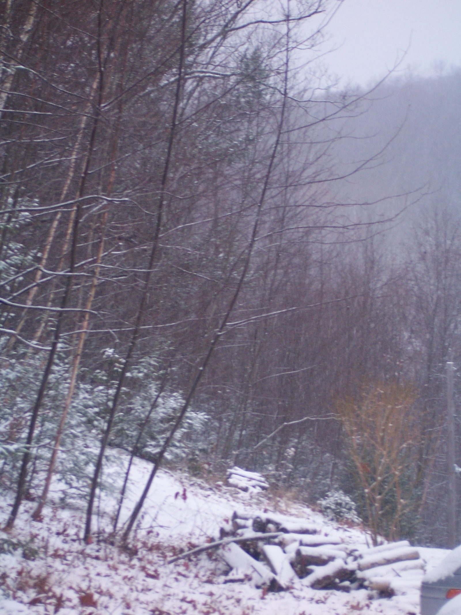 Snowy Thanksgiving