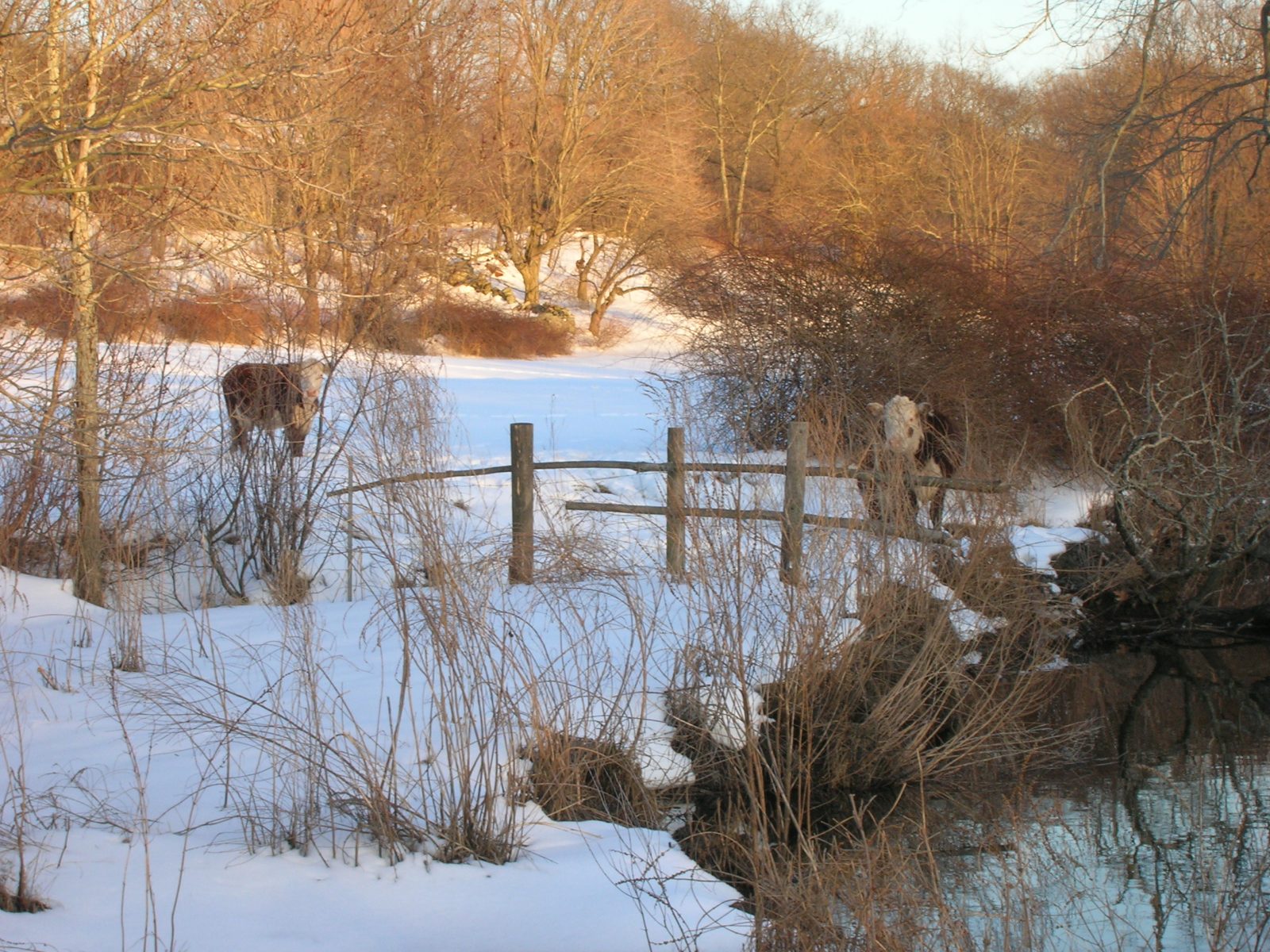 Pasture - New England