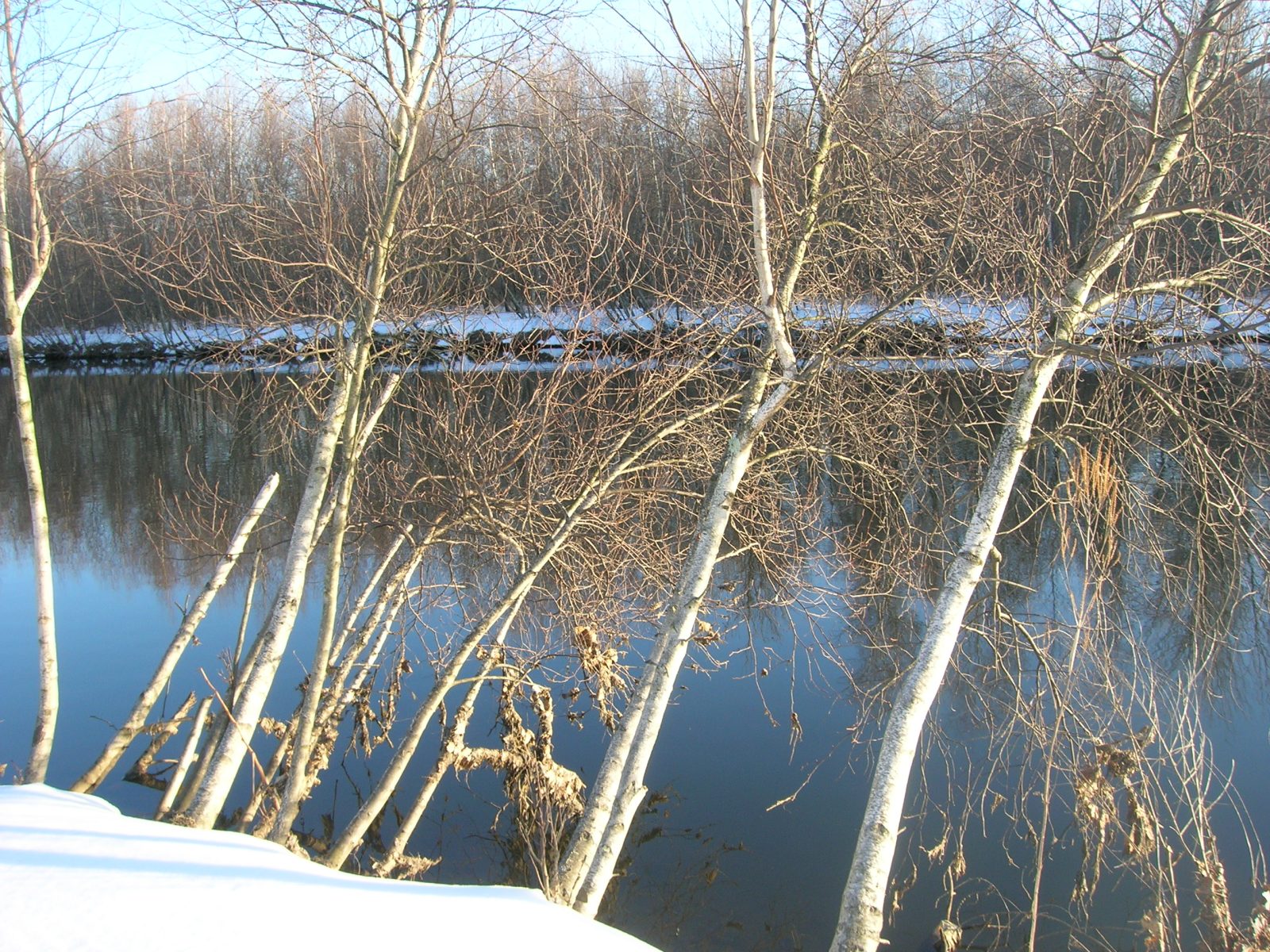 Birches - New England