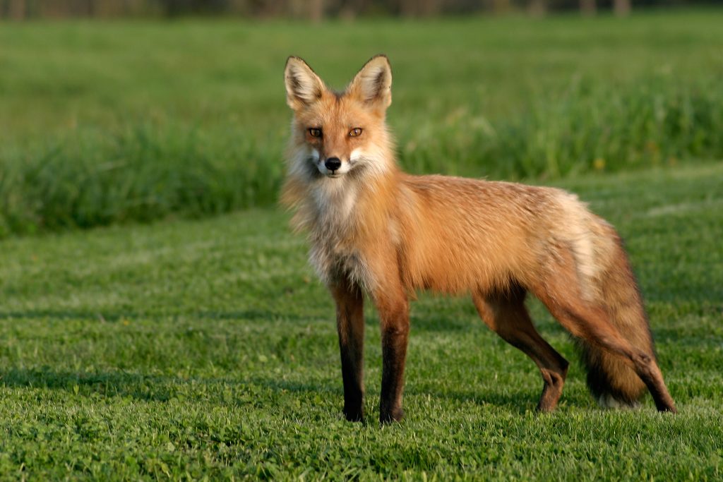 Red Fox