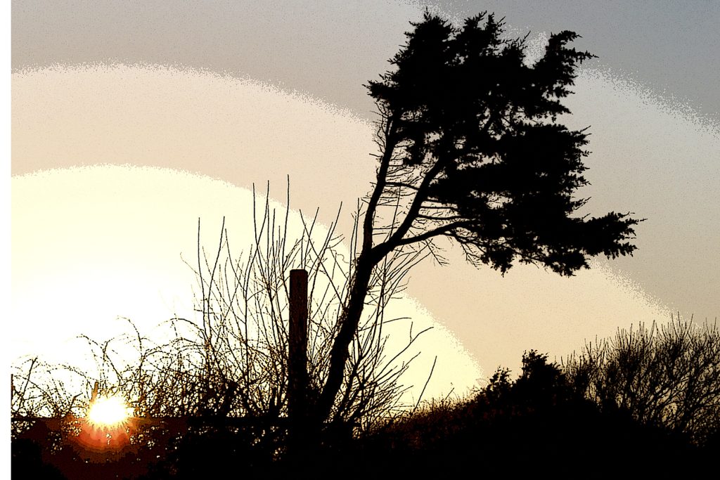 Cape Tree