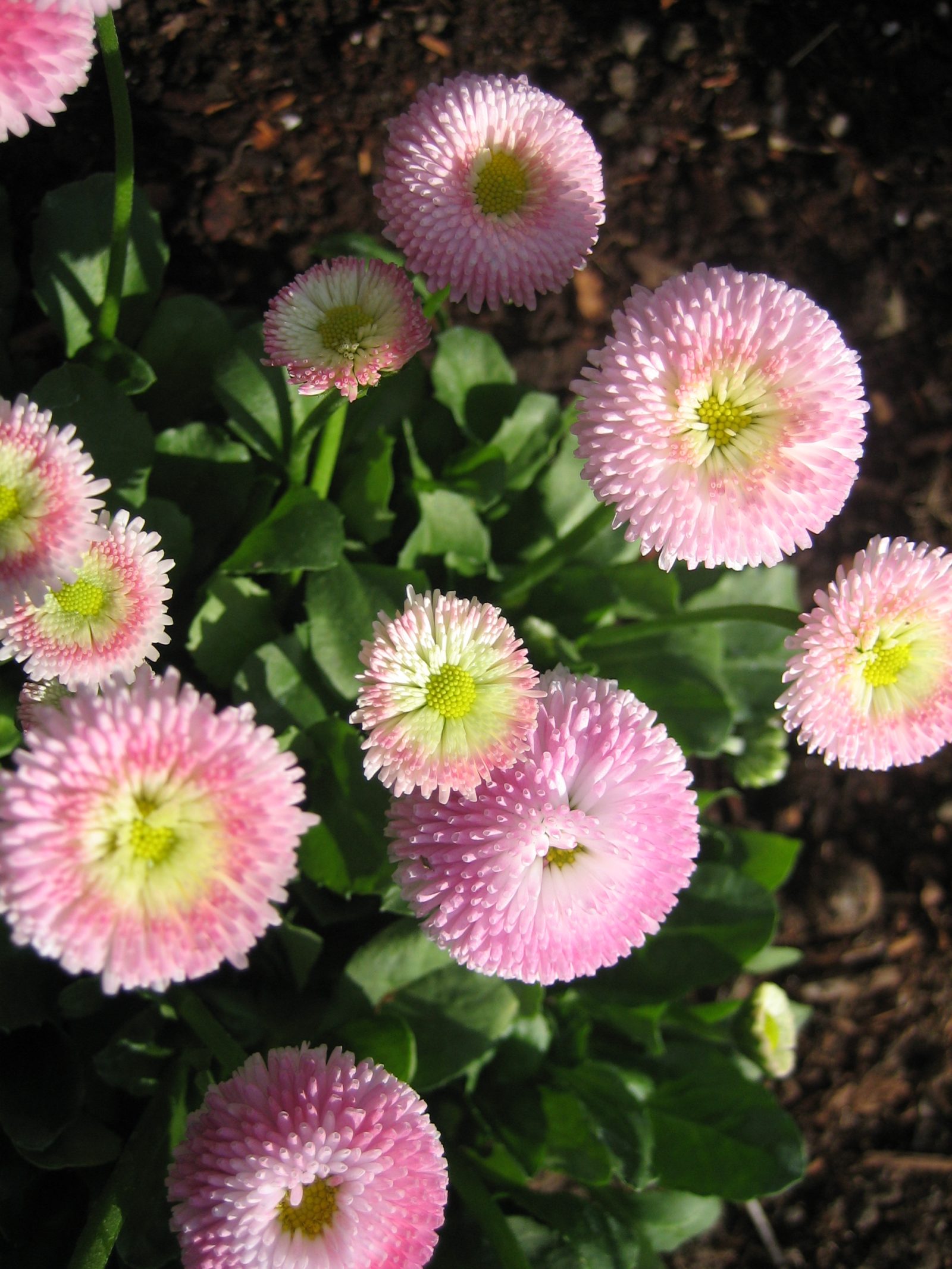 Spring Blooms - New England