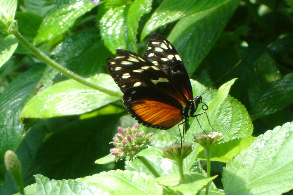 Butterfly Magic