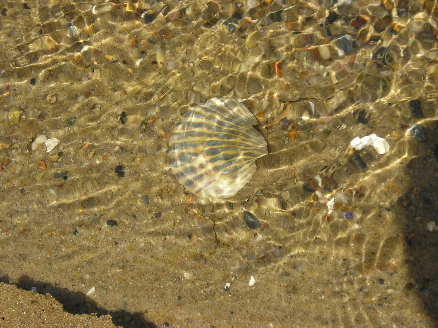 Shells - New England