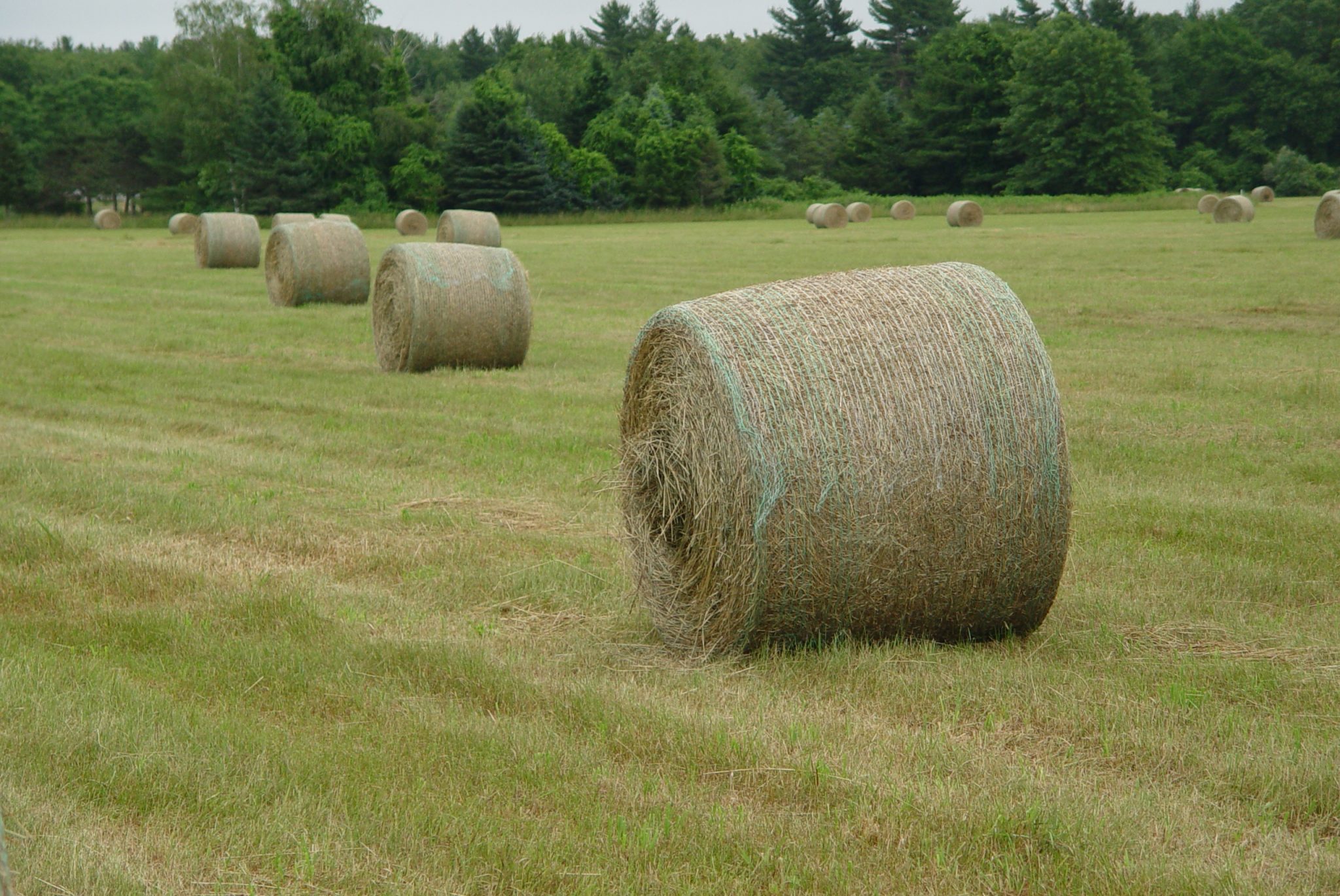 Hay Fields