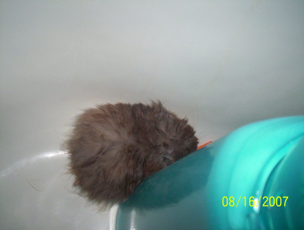 SSSQUEEAAAKKK!!!!!! (Hamster Yelling)