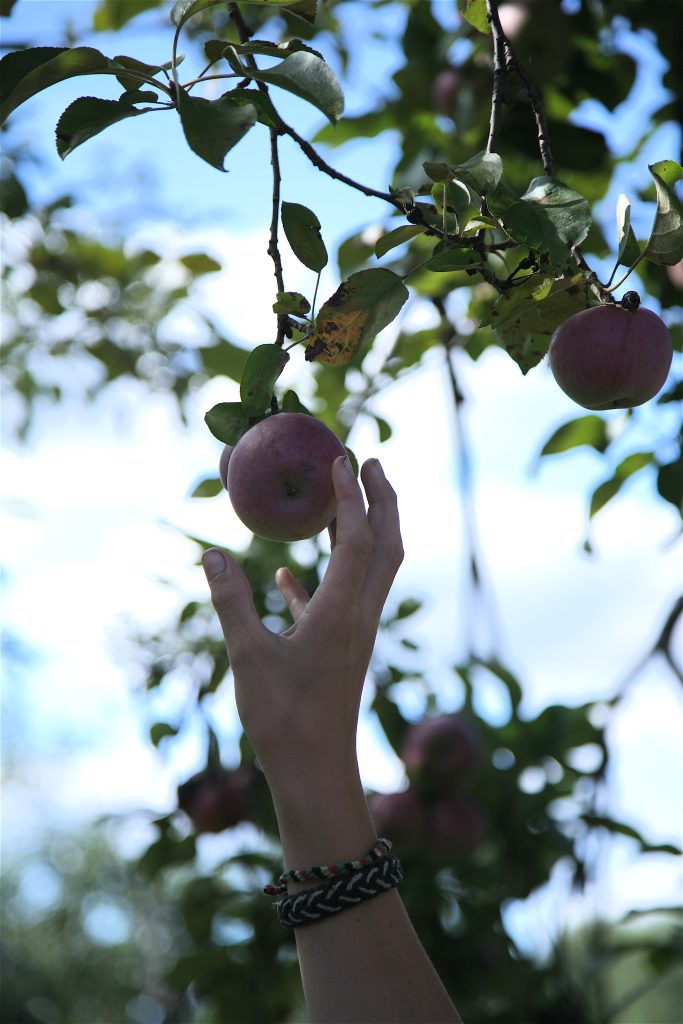Grab Apple - New England