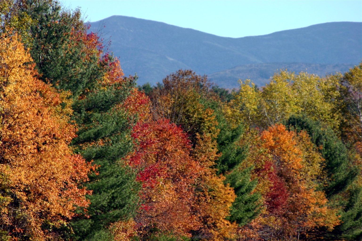 Foliage Along the Gale River