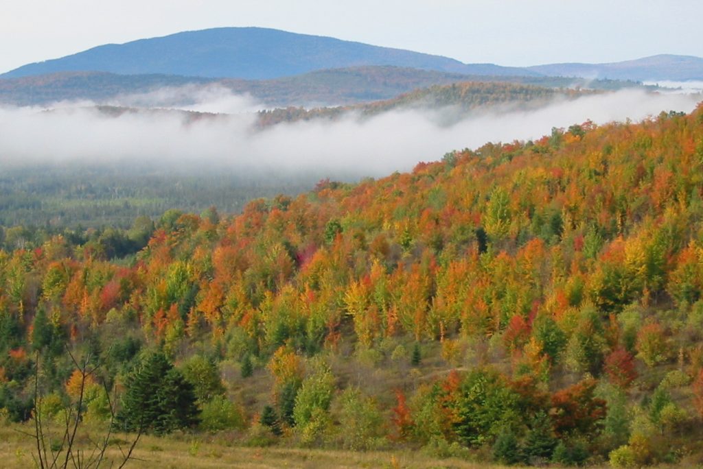Brilliant Color, Patchy Fog - New England