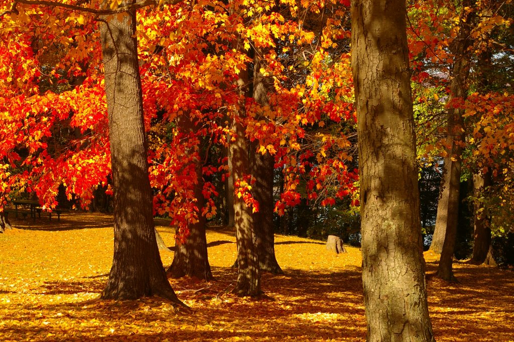 Foliage Fire