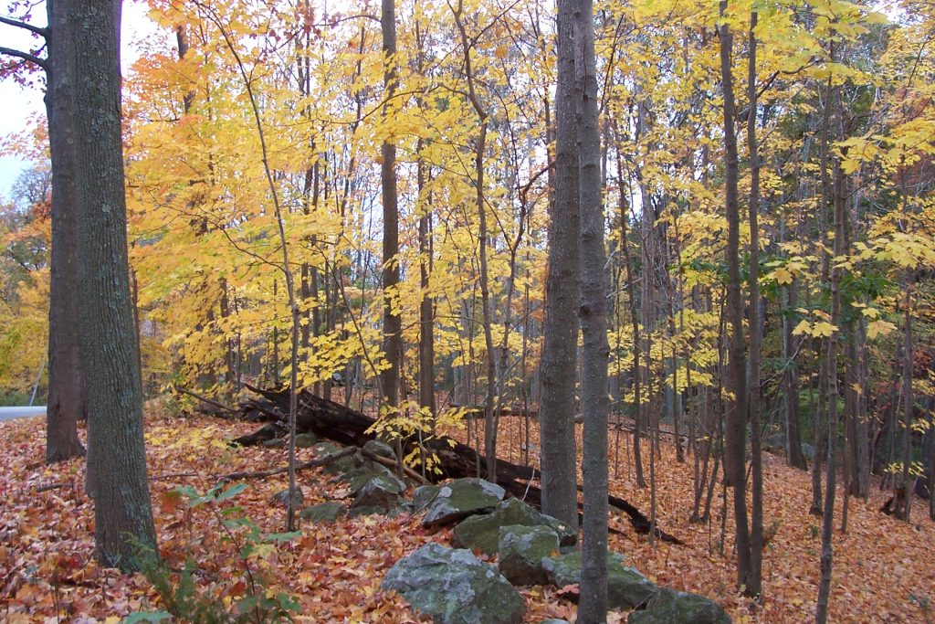 Typical New England Foliage - New England