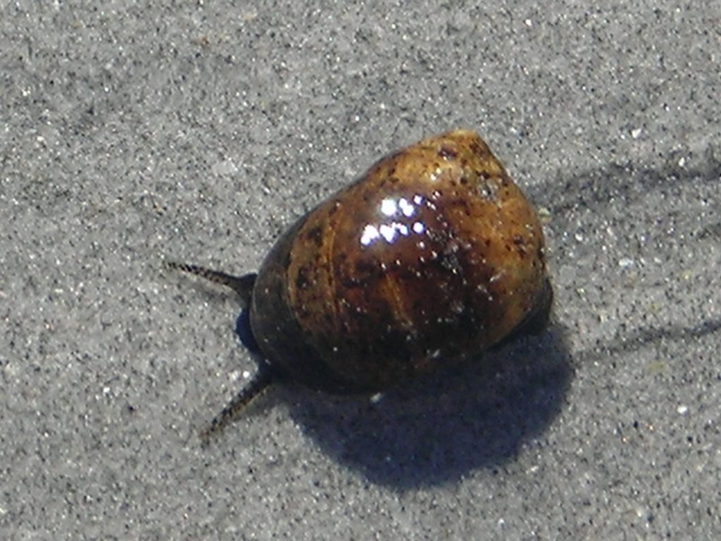 Snail - New England