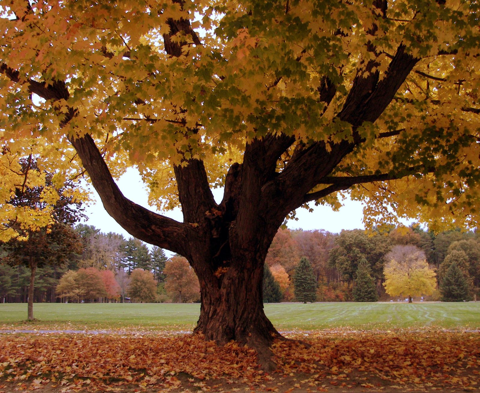 Tree Trunk - New England