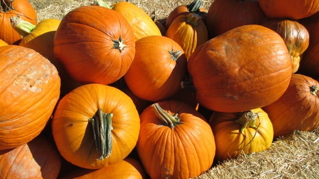 Get Your Great Pumpkin Here! | New England Pick-Your-Own Pumpkins
