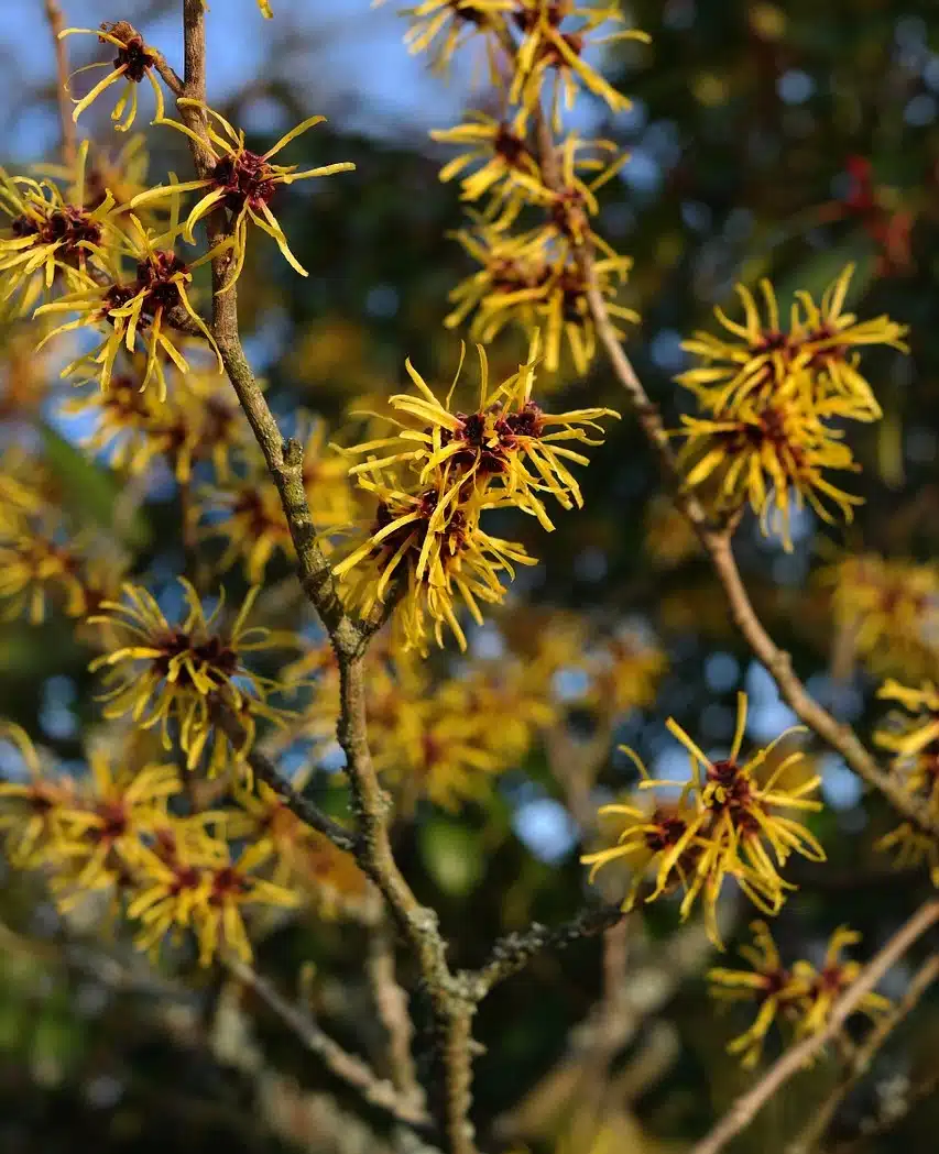 Witch Hazel Guide | Winter-Flowering Shrubs - New England
