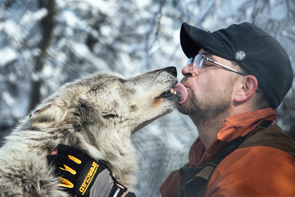Wolf Hollow Gray Wolf Sanctuary in Ipswich, Massachusetts | Photos