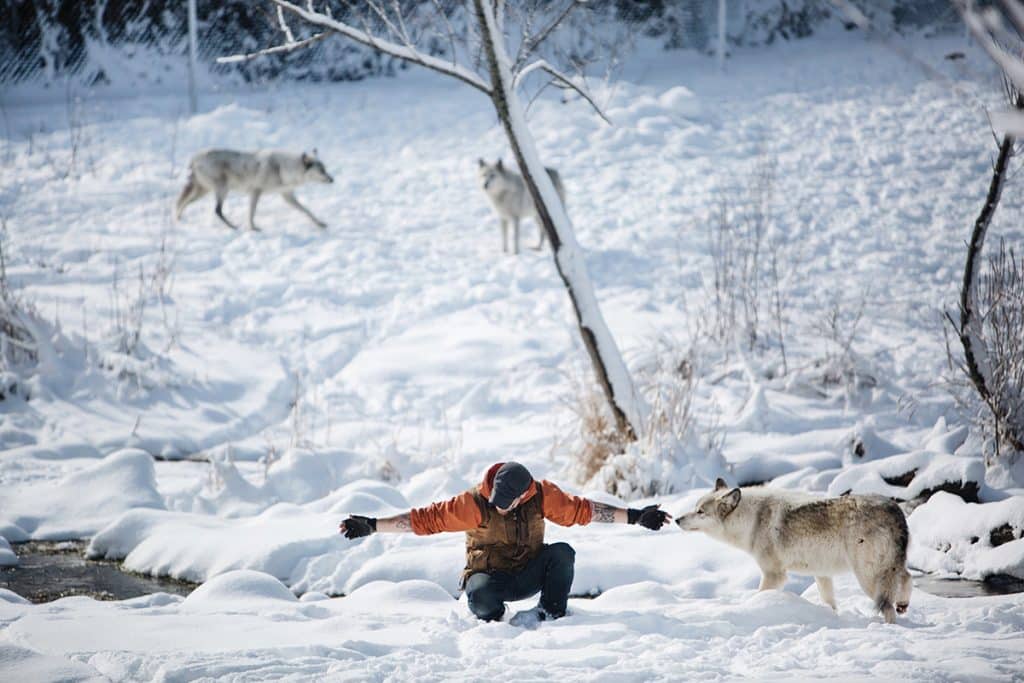 Wolf Hollow Gray Wolf Sanctuary in Ipswich, Massachusetts | Photos ...