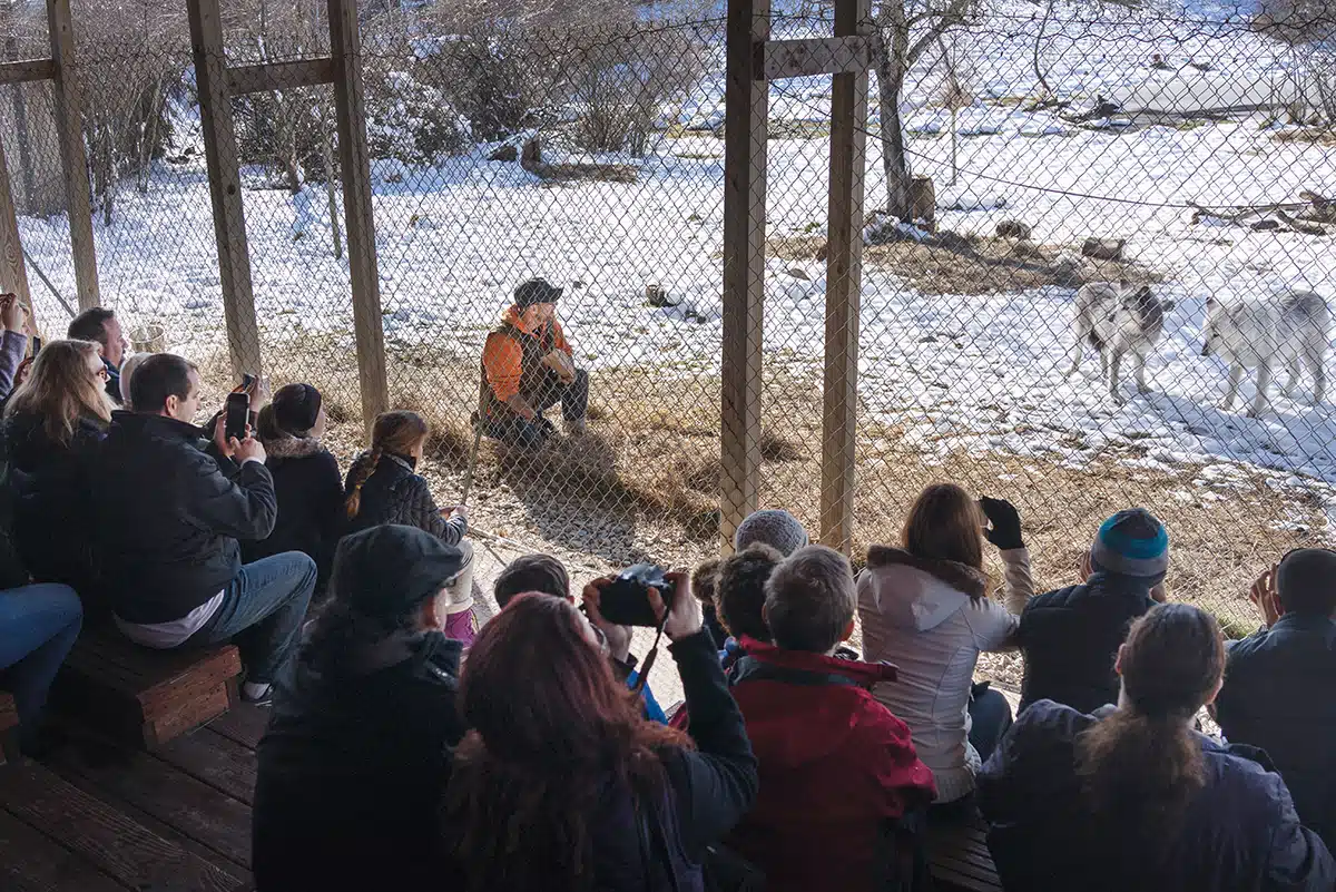 Wolf Hollow Gray Wolf Sanctuary in Ipswich, Massachusetts | Photos