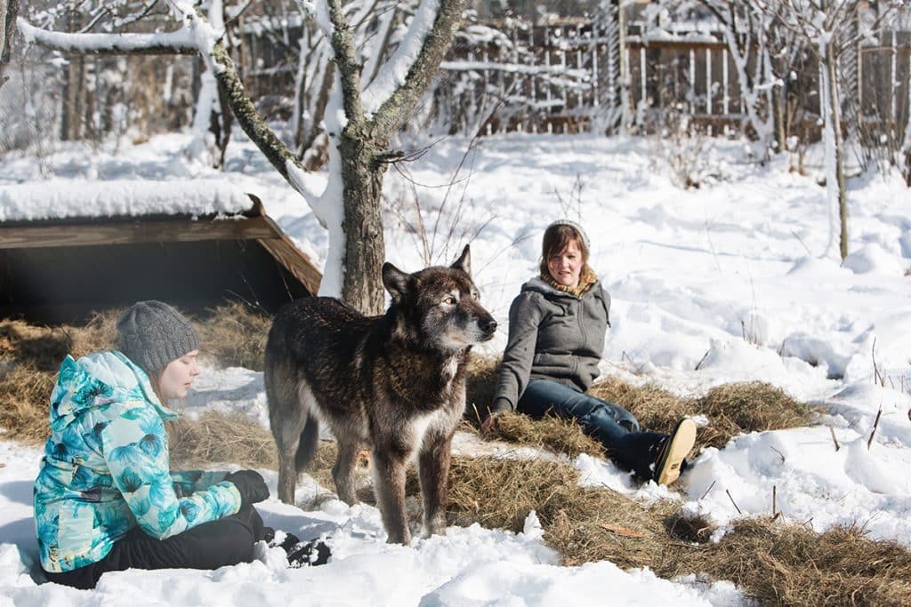 Wolf Hollow Gray Wolf Sanctuary in Ipswich, Massachusetts | Photos ...
