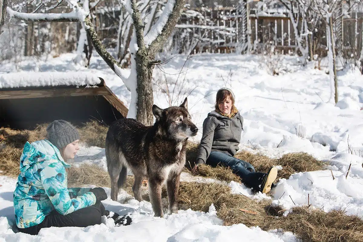 Wolf Hollow Gray Wolf Sanctuary in Ipswich, Massachusetts | Photos